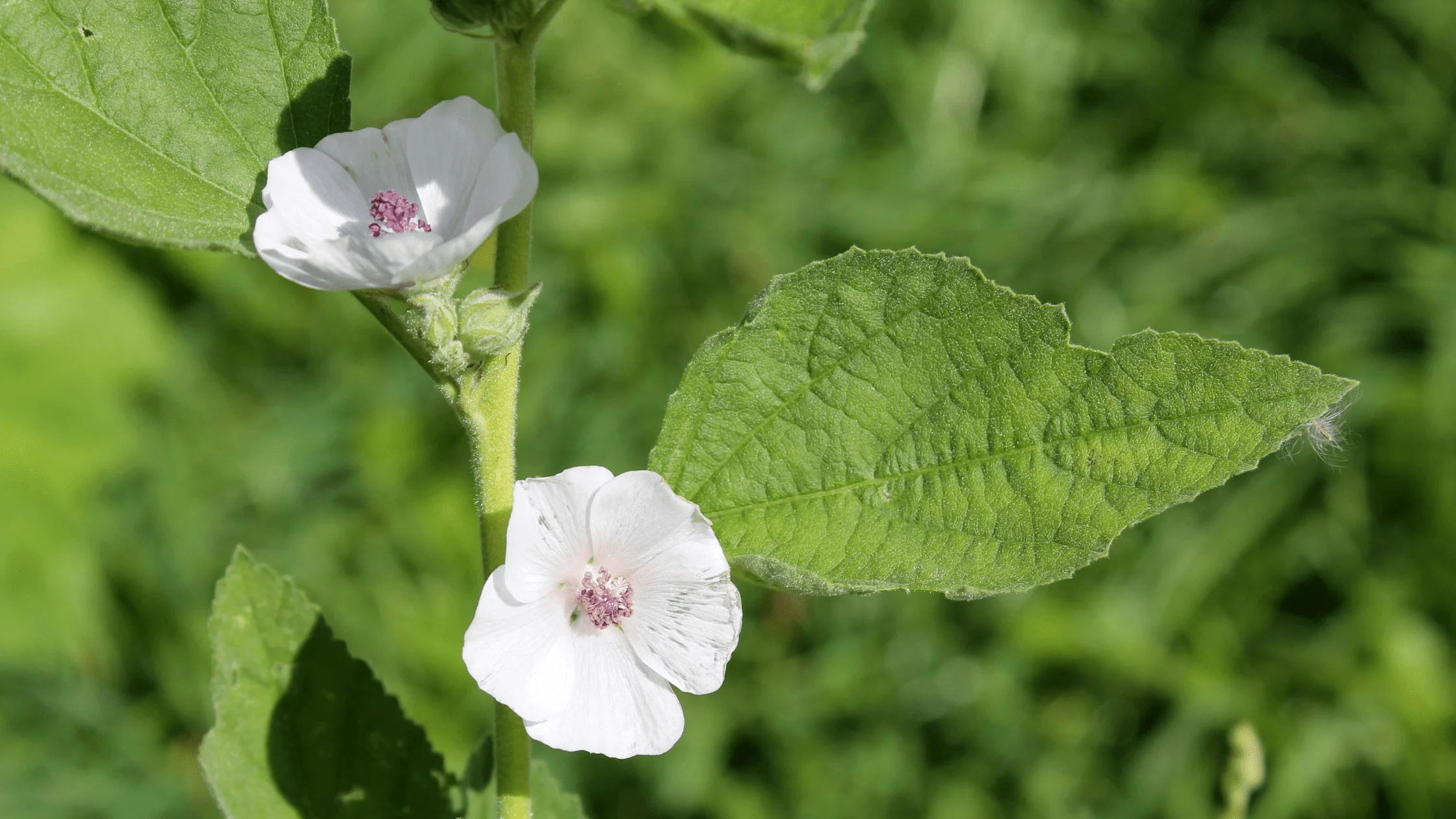 7 Herbs That Soothe Sore Throat | Dr. Michele Ross